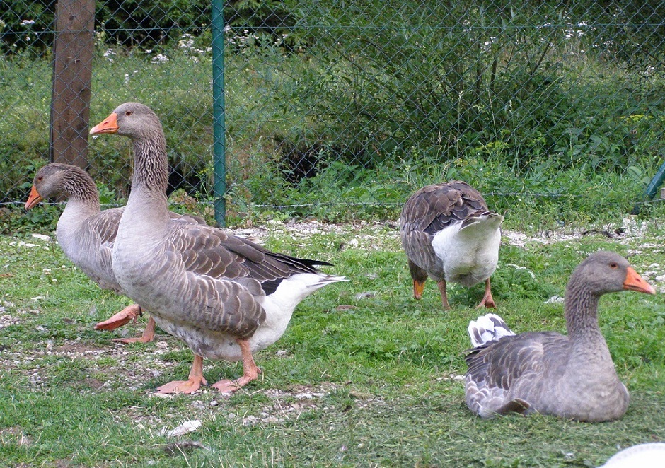 Landes Goose – Energyshobby